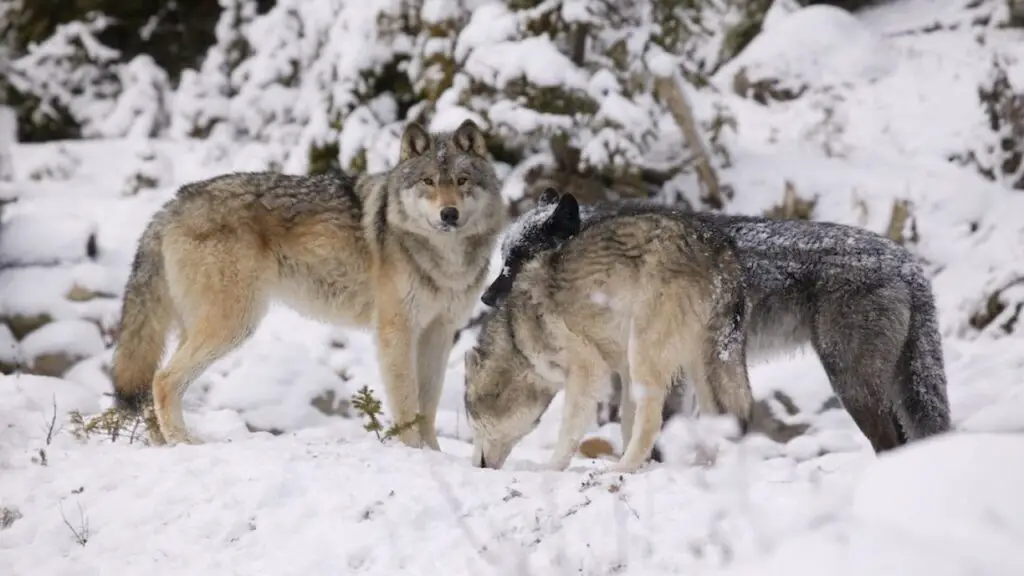 +102 Datos curiosos y curiosidades de los lobos
