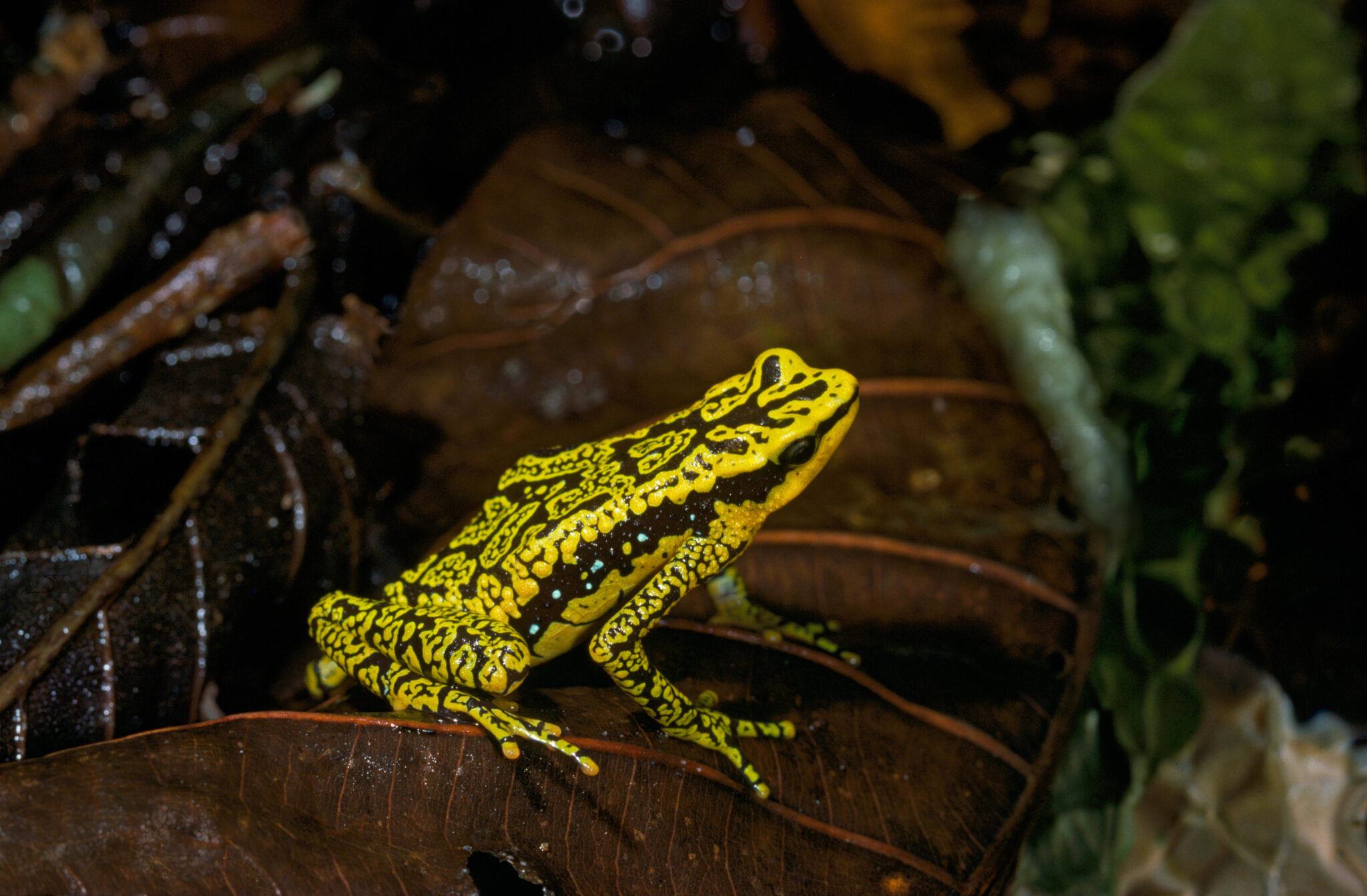 Nombres de anfibios: Características, fotos y curiosidades