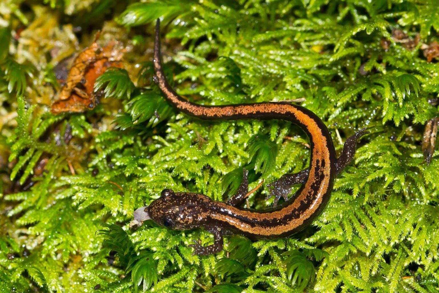 Nombres de anfibios: Características, fotos y curiosidades