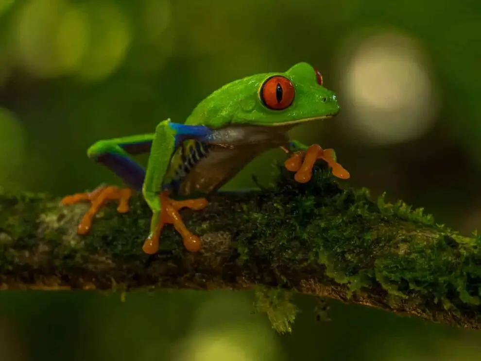 Nombres de anfibios: Características, fotos y curiosidades