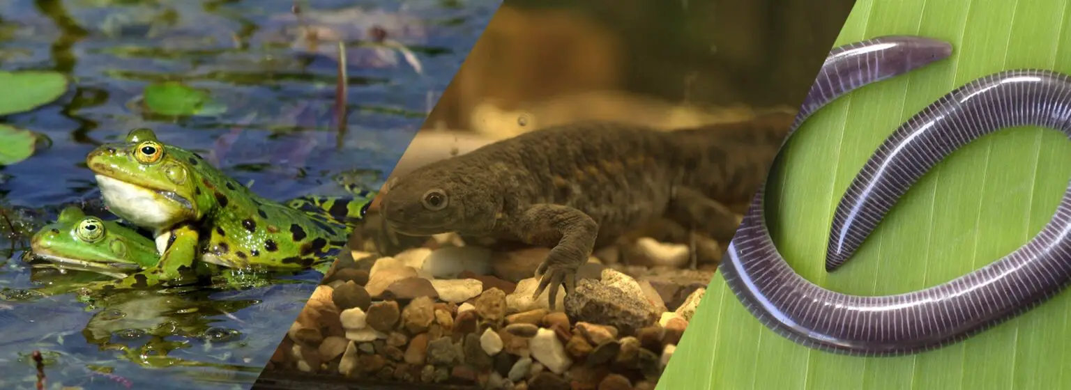 Nombres de anfibios: Características, fotos y curiosidades