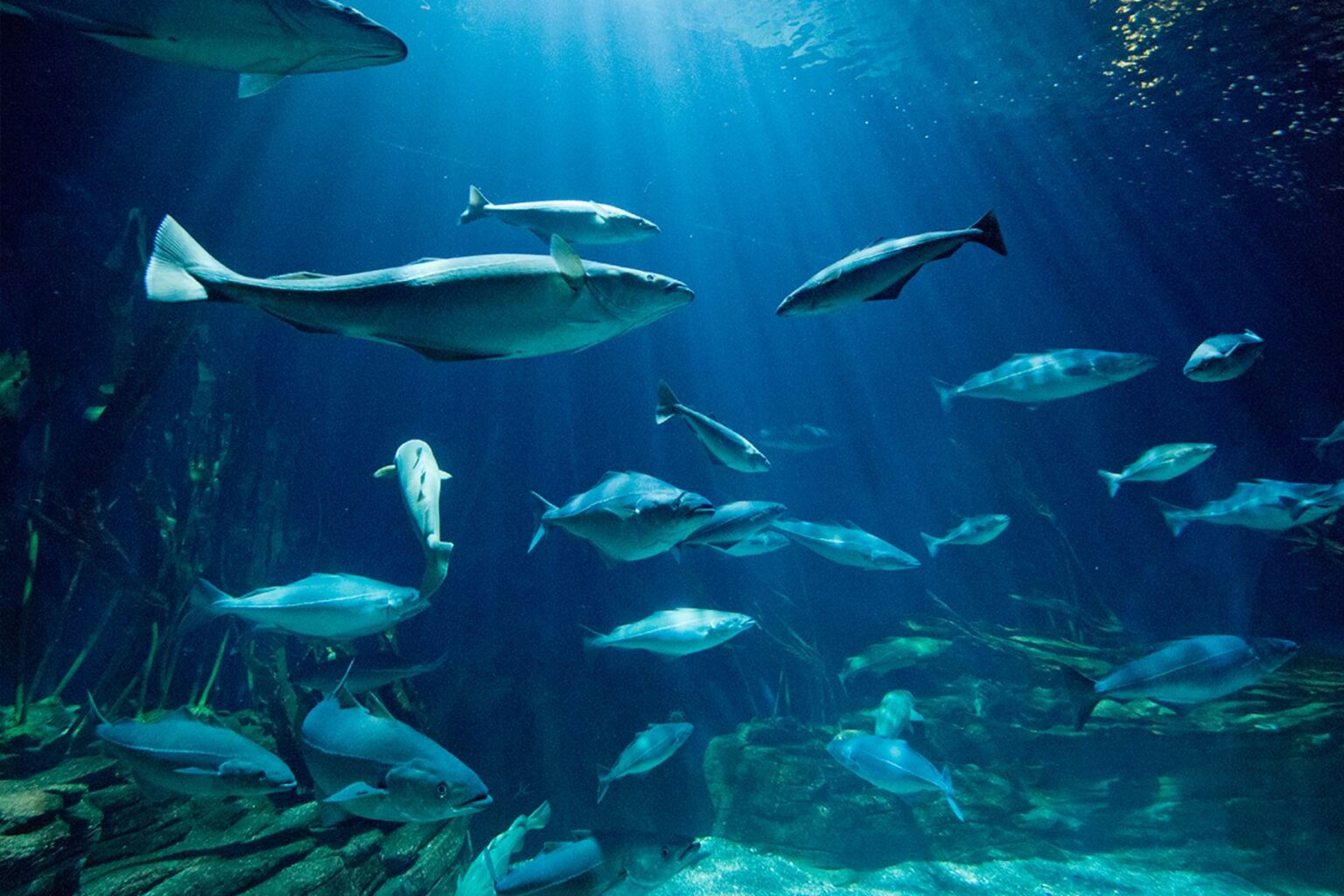 Nombres de animales acuáticos y sus características