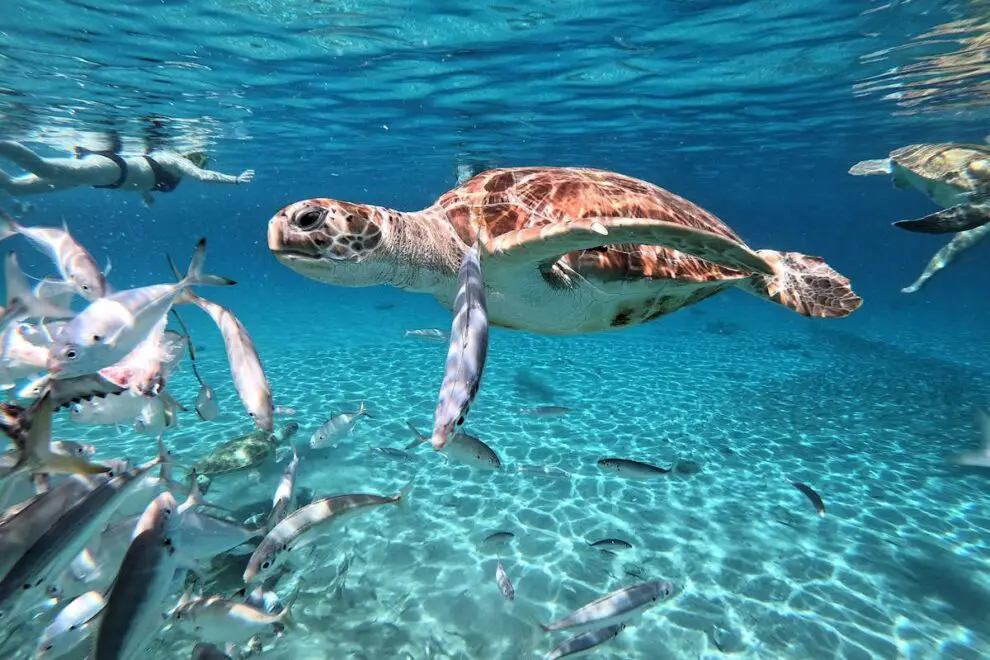 Nombres de animales acuáticos y sus características