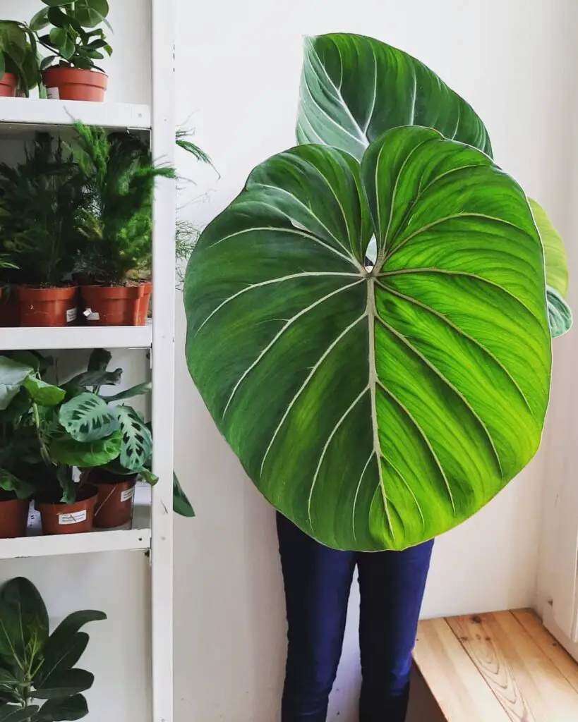 Nombres de plantas de interior hojas grandes que debes conocer