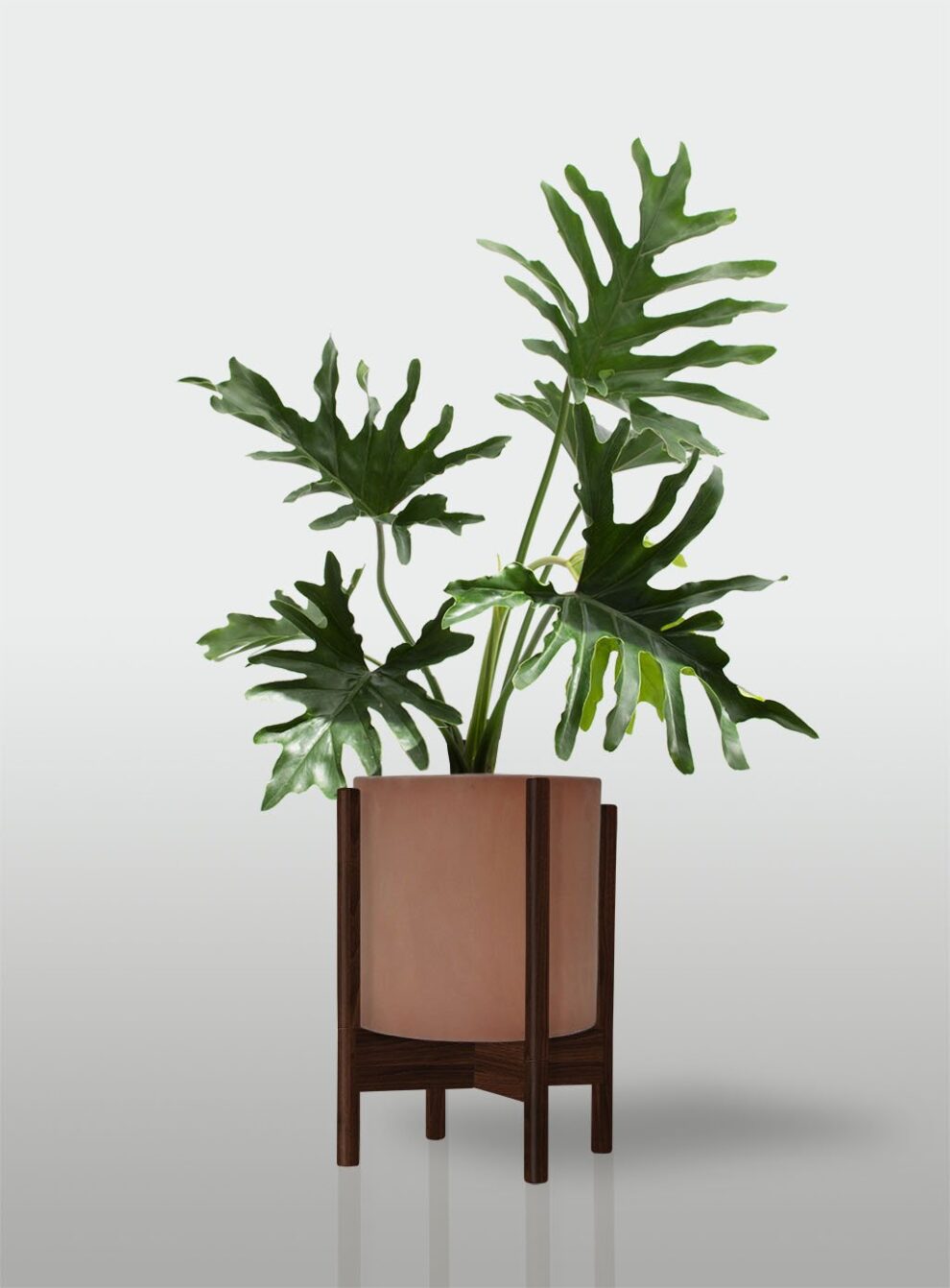 Nombres de plantas de interior hojas grandes que debes conocer