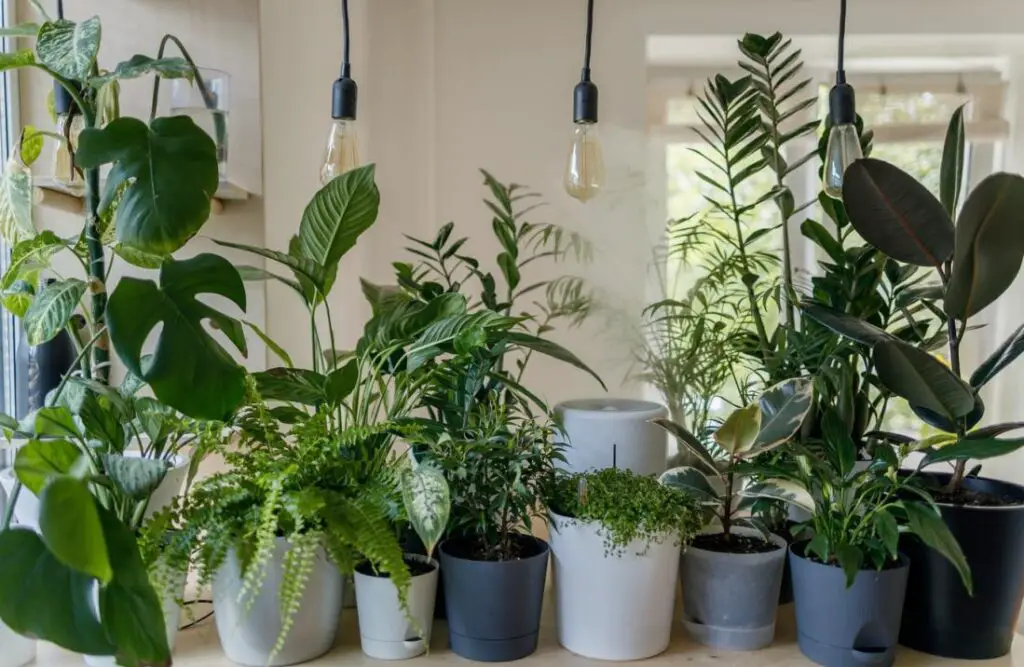 Nombres de plantas de interior hojas grandes que debes conocer