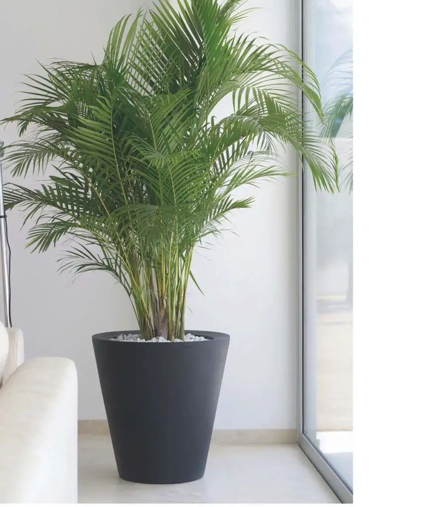 Plantas arecas: Una gran opción para vestir de verde tus espacios