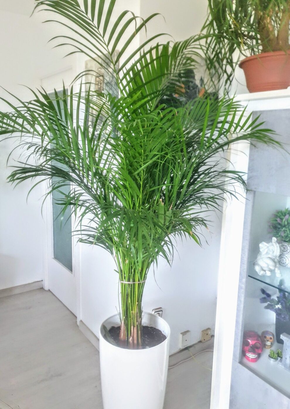 Plantas arecas: Una gran opción para vestir de verde tus espacios