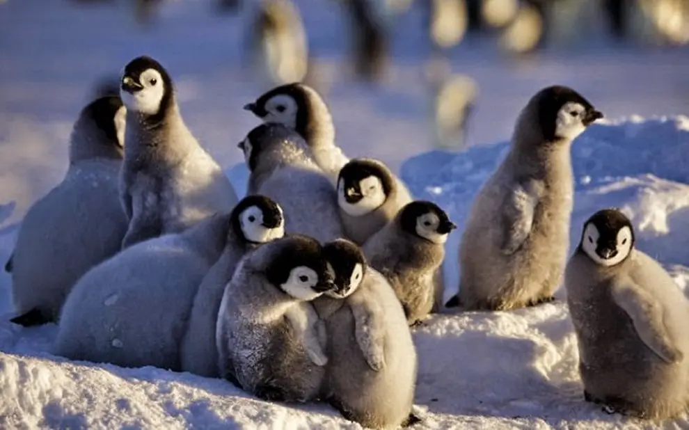 14 Datos sorprendentes sobre los pingüinos bebes