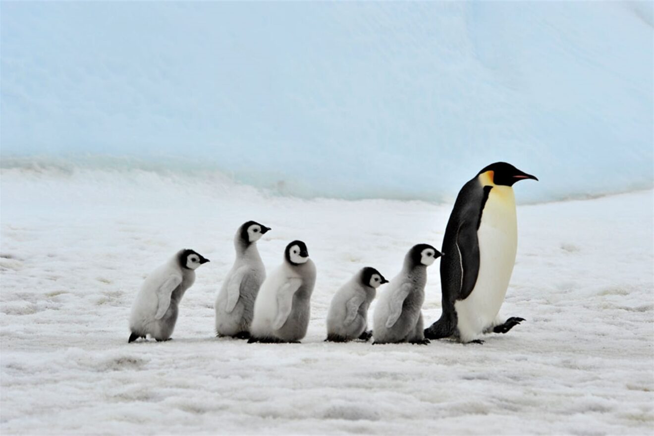 14 Datos sorprendentes sobre los pingüinos bebes
