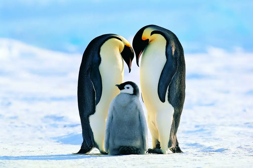 14 Datos sorprendentes sobre los pingüinos bebes