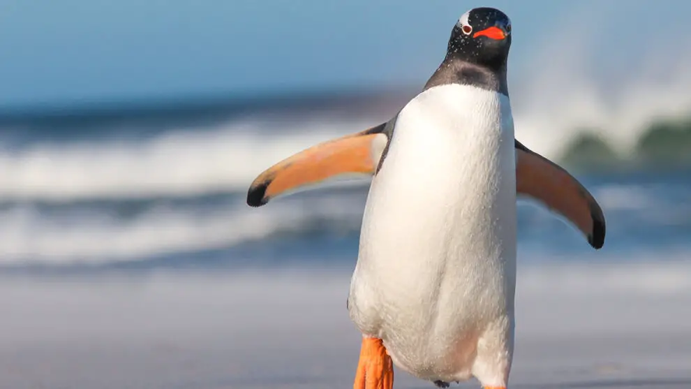 14 Datos sorprendentes sobre los pingüinos bebes