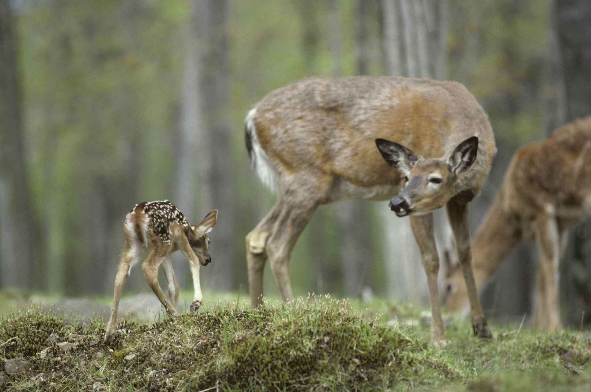 Curiosidades de los ciervos bebés sorprendentes e interesantes
