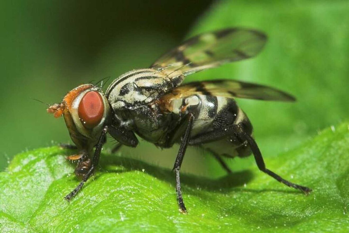 +121 Curiosidades de los insectos más asombrosos del planeta