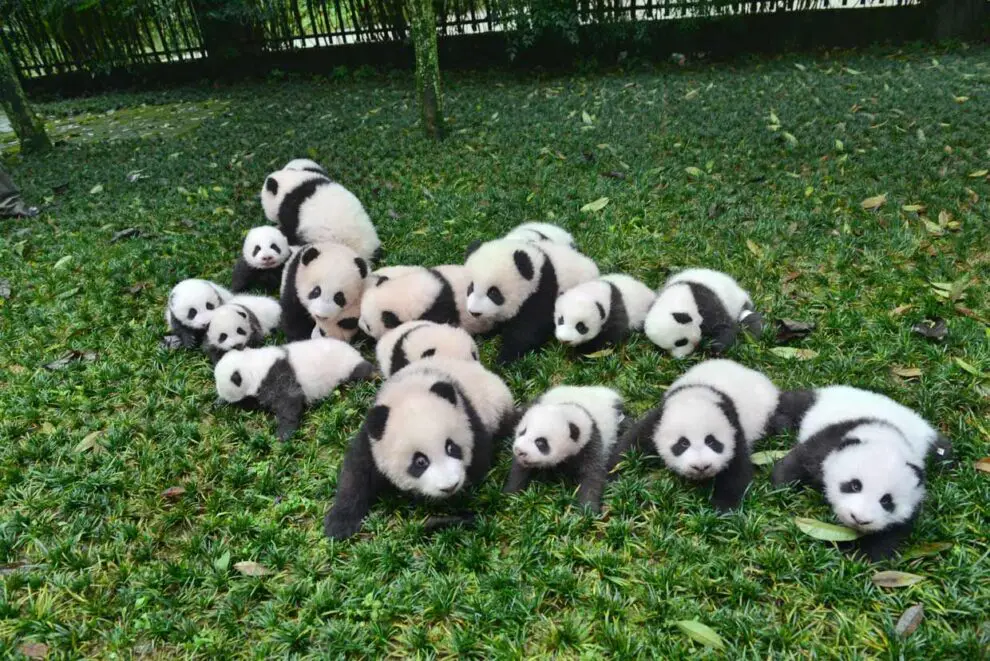 Curiosidades de los pandas bebe [+20 Fotos más tiernas]