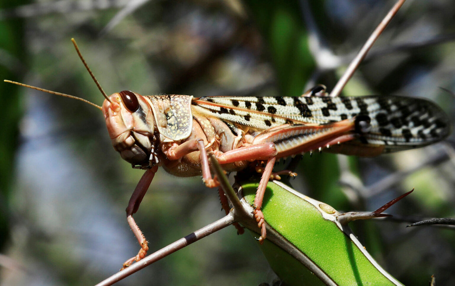 +113 Curiosidades sobre los saltamontes que son increíbles