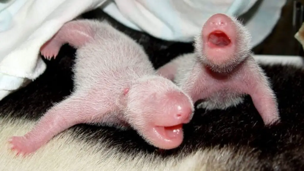 Curiosidades de los pandas bebe [+20 Fotos más tiernas]