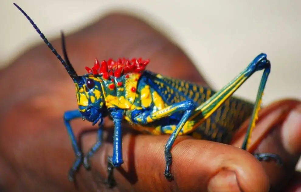 +121 Curiosidades de los insectos más asombrosos del planeta