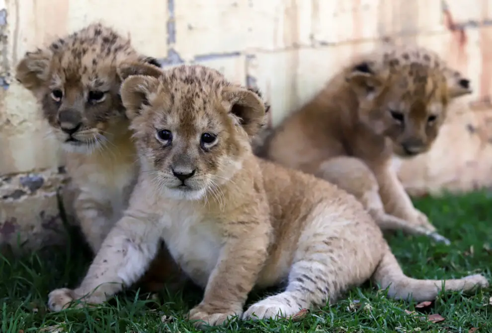 +15 Curiosidades de los leones bebés