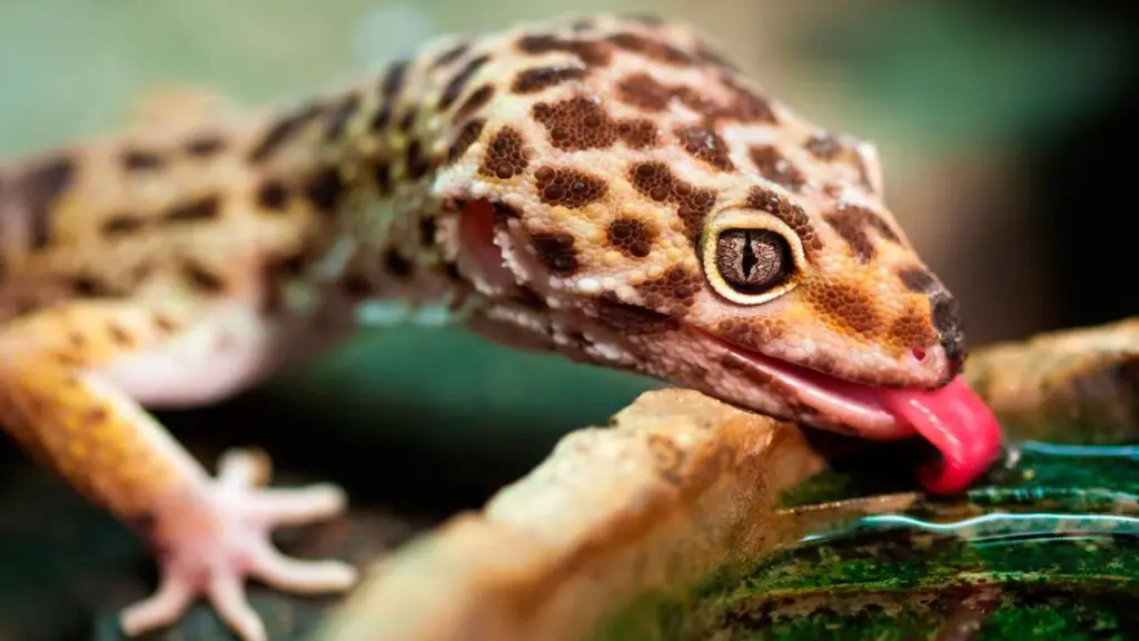 Animales anfibios: Características, especies y hábitat