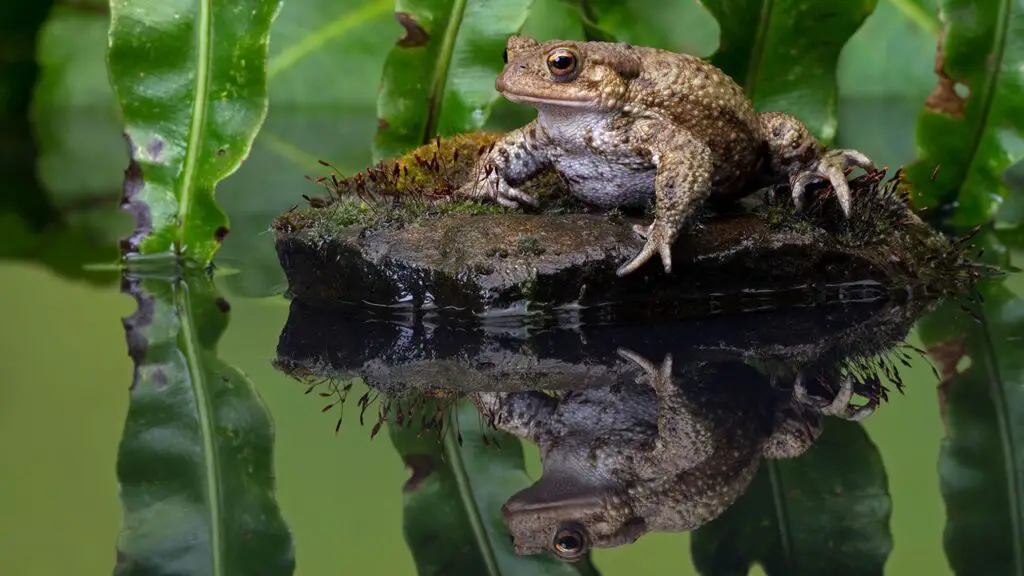Animales anfibios: Características, especies y hábitat