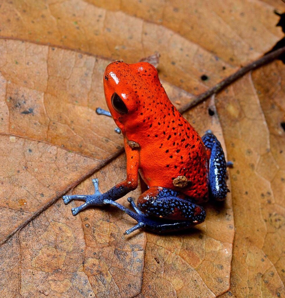 Animales anfibios: Características, especies y hábitat