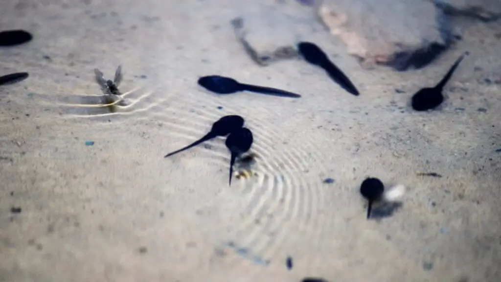 Animales anfibios: Características, especies y hábitat