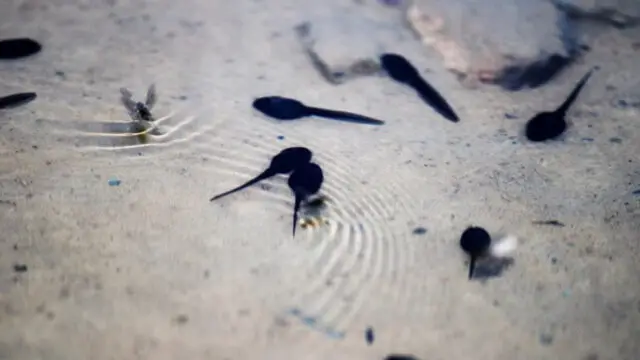 Animales anfibios: Características, especies y hábitat