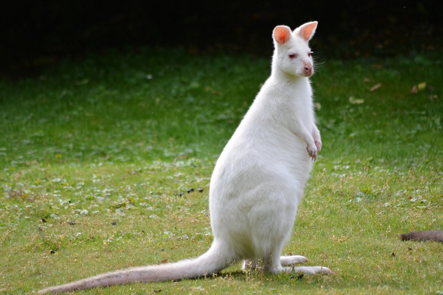 Animales albinos que te sorprenderán ¡Los ejemplares más resaltantes ...