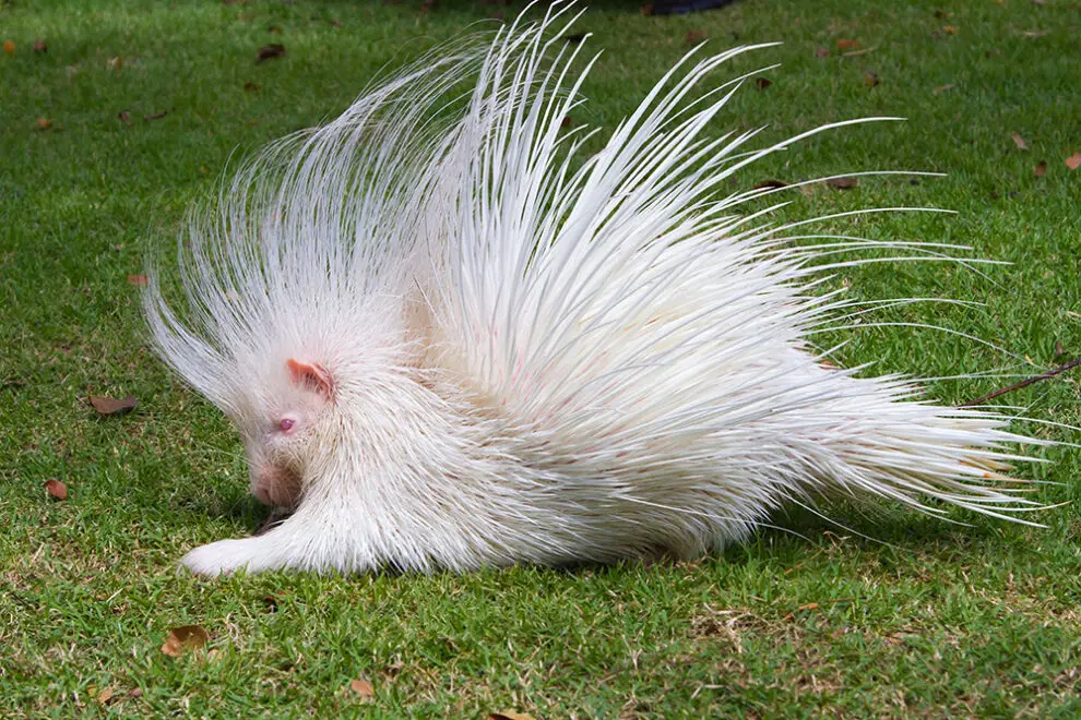 Animales albinos que te sorprenderán ¡Los ejemplares más resaltantes ...