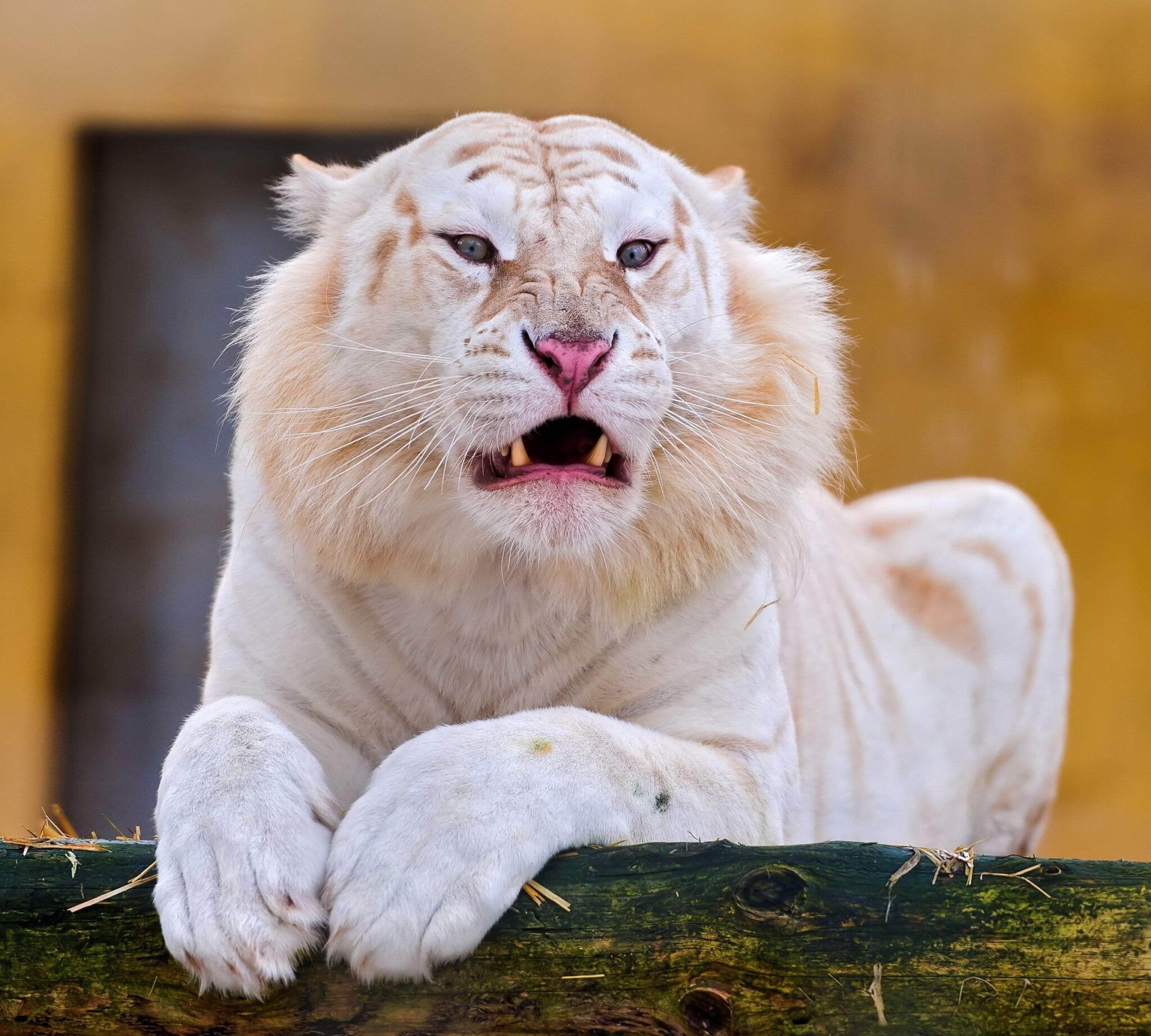 Animales albinos que te sorprenderán ¡Los ejemplares más resaltantes ...