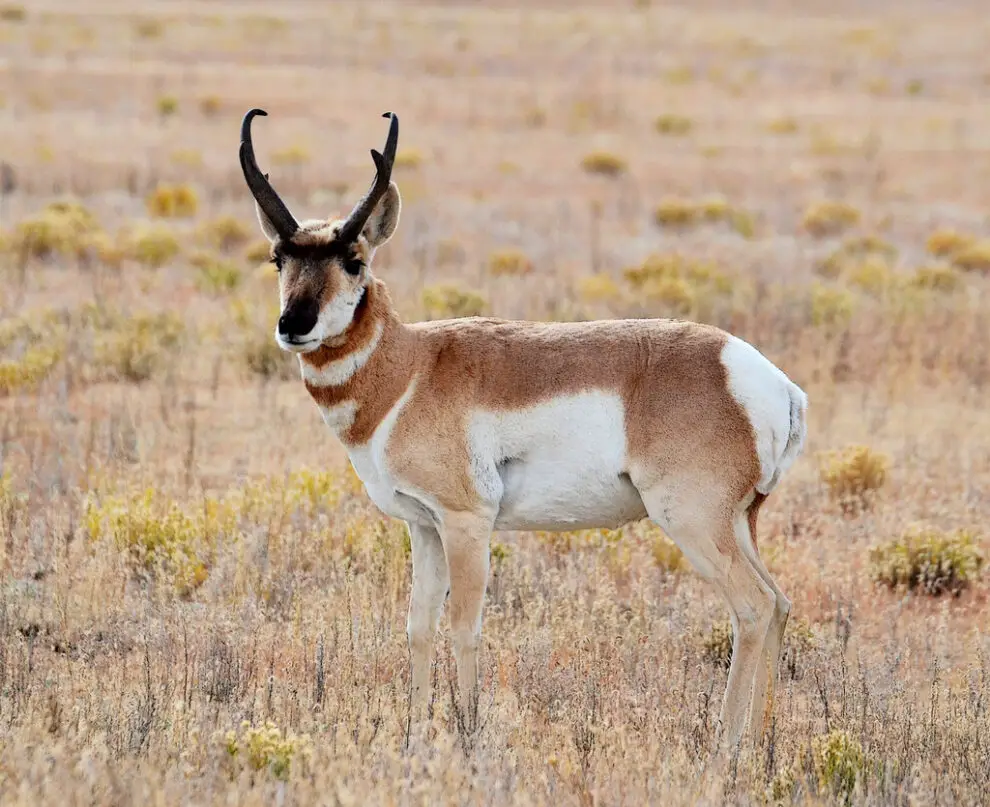 +15 Animales con cuernos que lucen realmente impresionantes