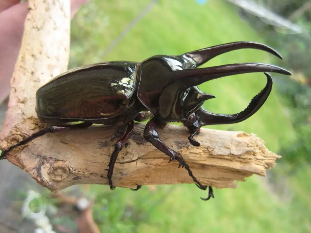 +15 Animales con cuernos que lucen realmente impresionantes