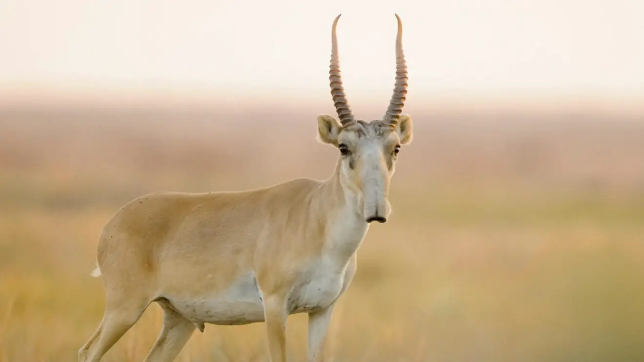 +15 Animales con cuernos que lucen realmente impresionantes