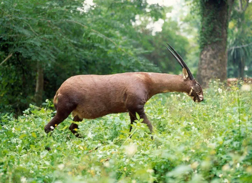 +15 Animales con cuernos que lucen realmente impresionantes