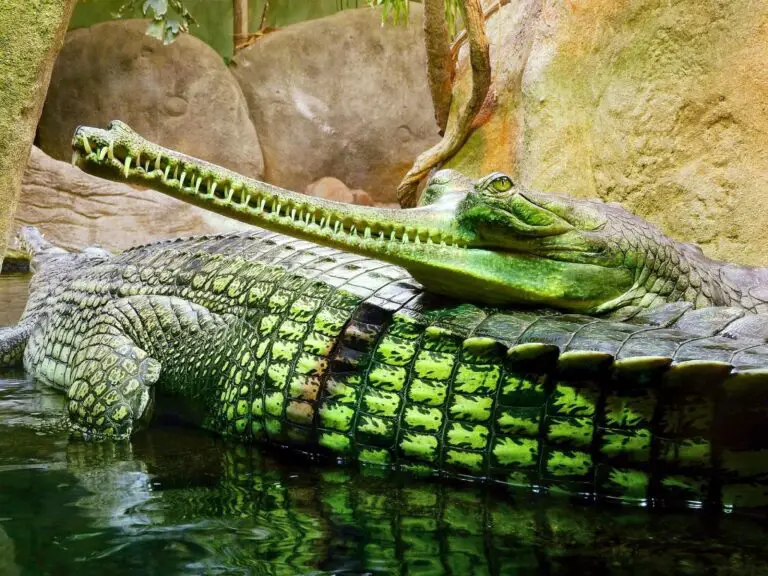 Animales con escamas: ¿Cuáles son? ¿Cuáles son sus caracteríticas?
