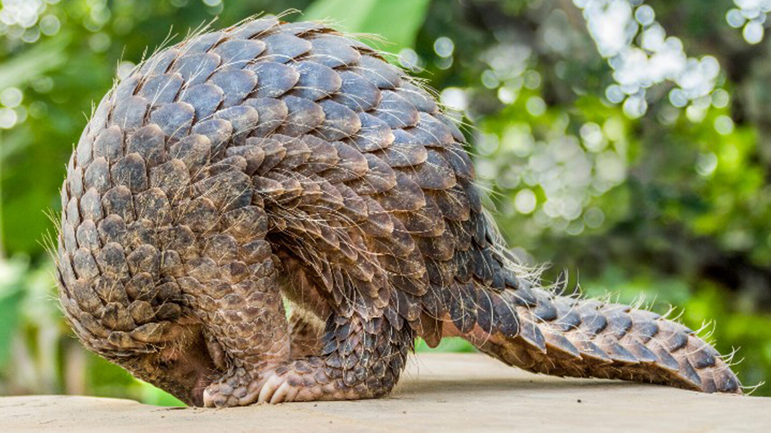 Animales con escamas: ¿Cuáles son? ¿Cuáles son sus caracteríticas?