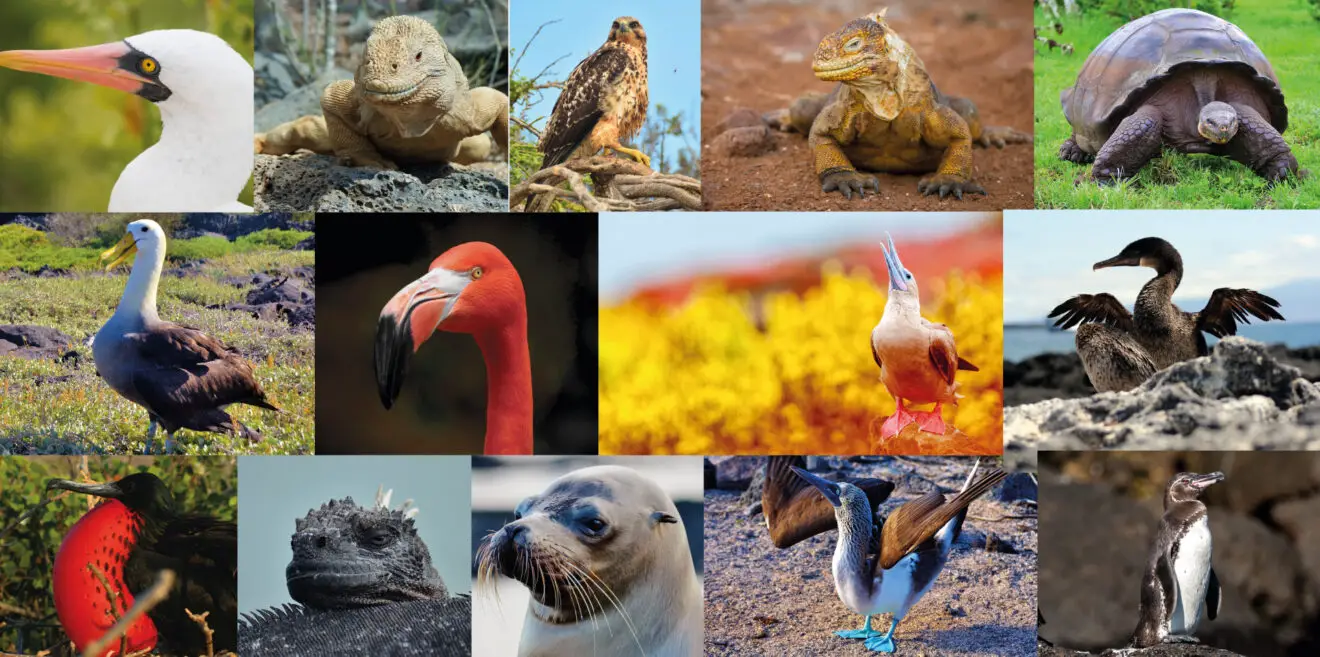 Animales de Galápagos: Especies impresionantes y emblemáticas de la isla