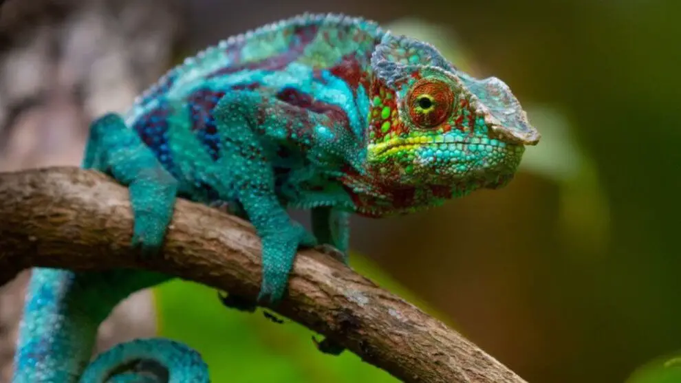 Animales insectívoros: ¿Cuáles son y cómo se caracterizan?