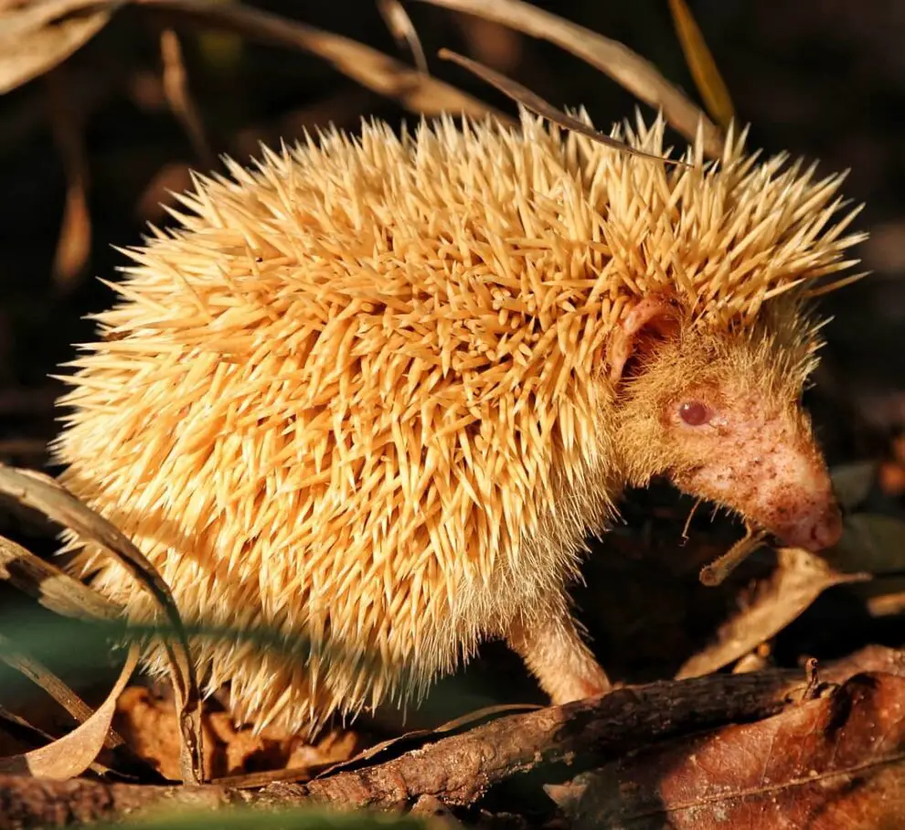 Animales insectívoros: ¿Cuáles son y cómo se caracterizan?