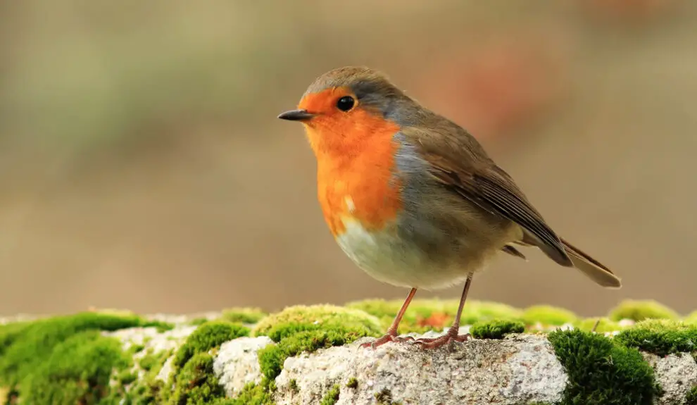 Animales insectívoros: ¿Cuáles son y cómo se caracterizan?