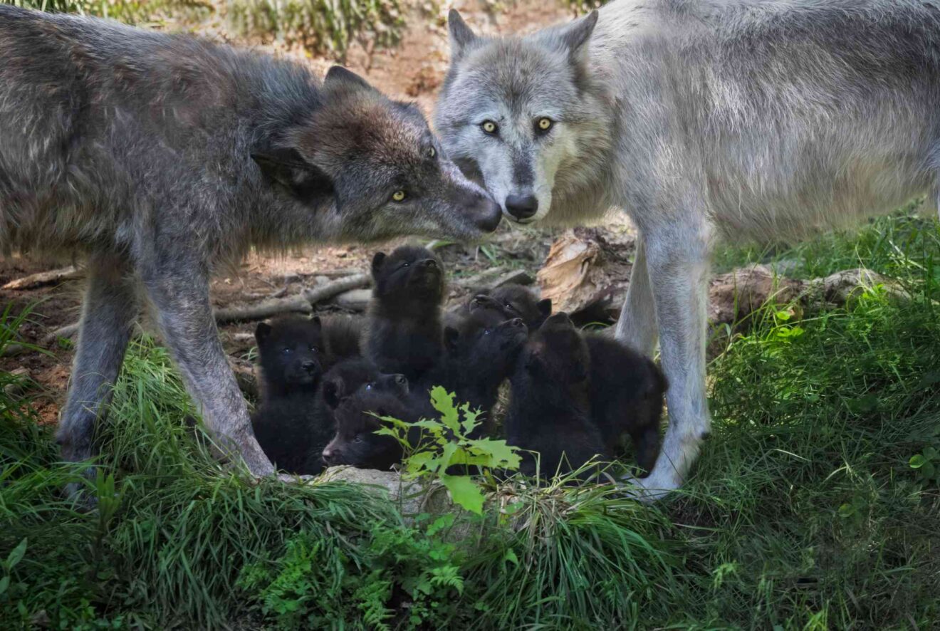 +102 Datos curiosos y curiosidades de los lobos