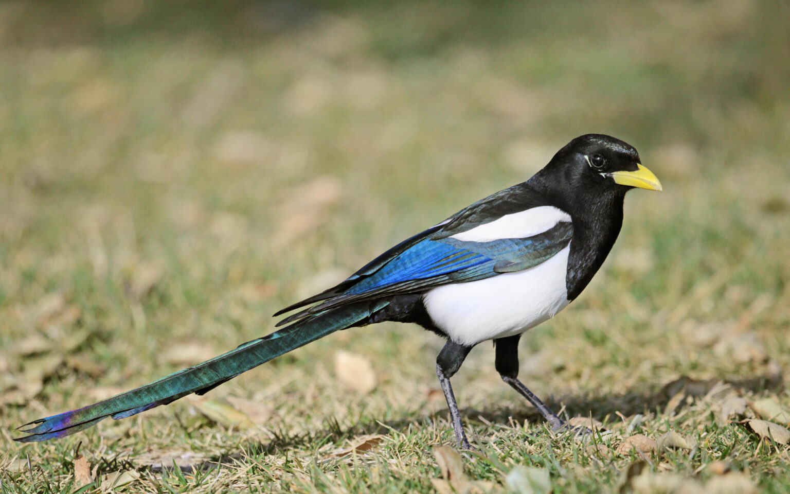 Nombres de pájaros comunes que debes conocer (si amas las aves)