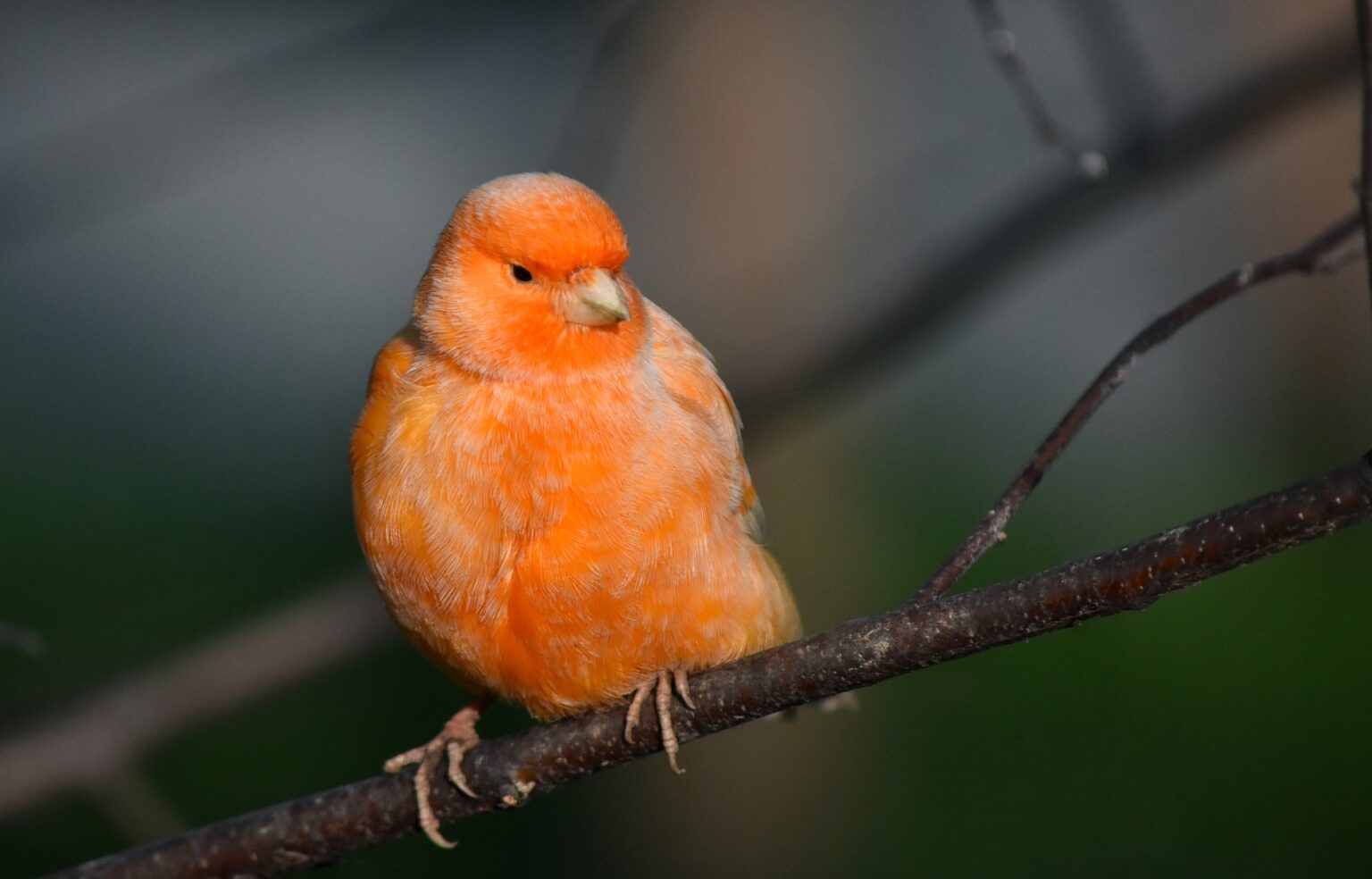 Nombres de pájaros comunes que debes conocer (si amas las aves)
