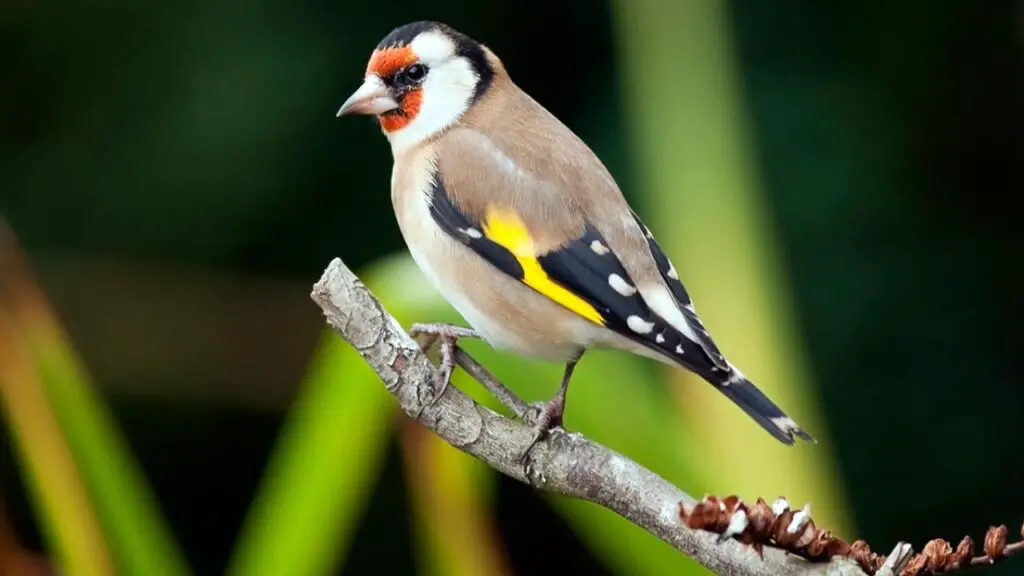Nombres de pájaros comunes que debes conocer (si amas las aves)