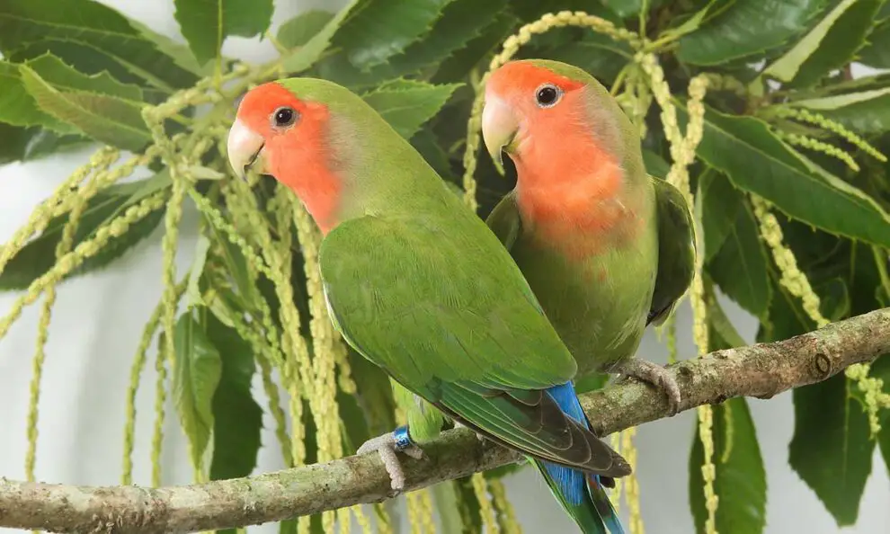 Nombres de pájaros comunes que debes conocer (si amas las aves)