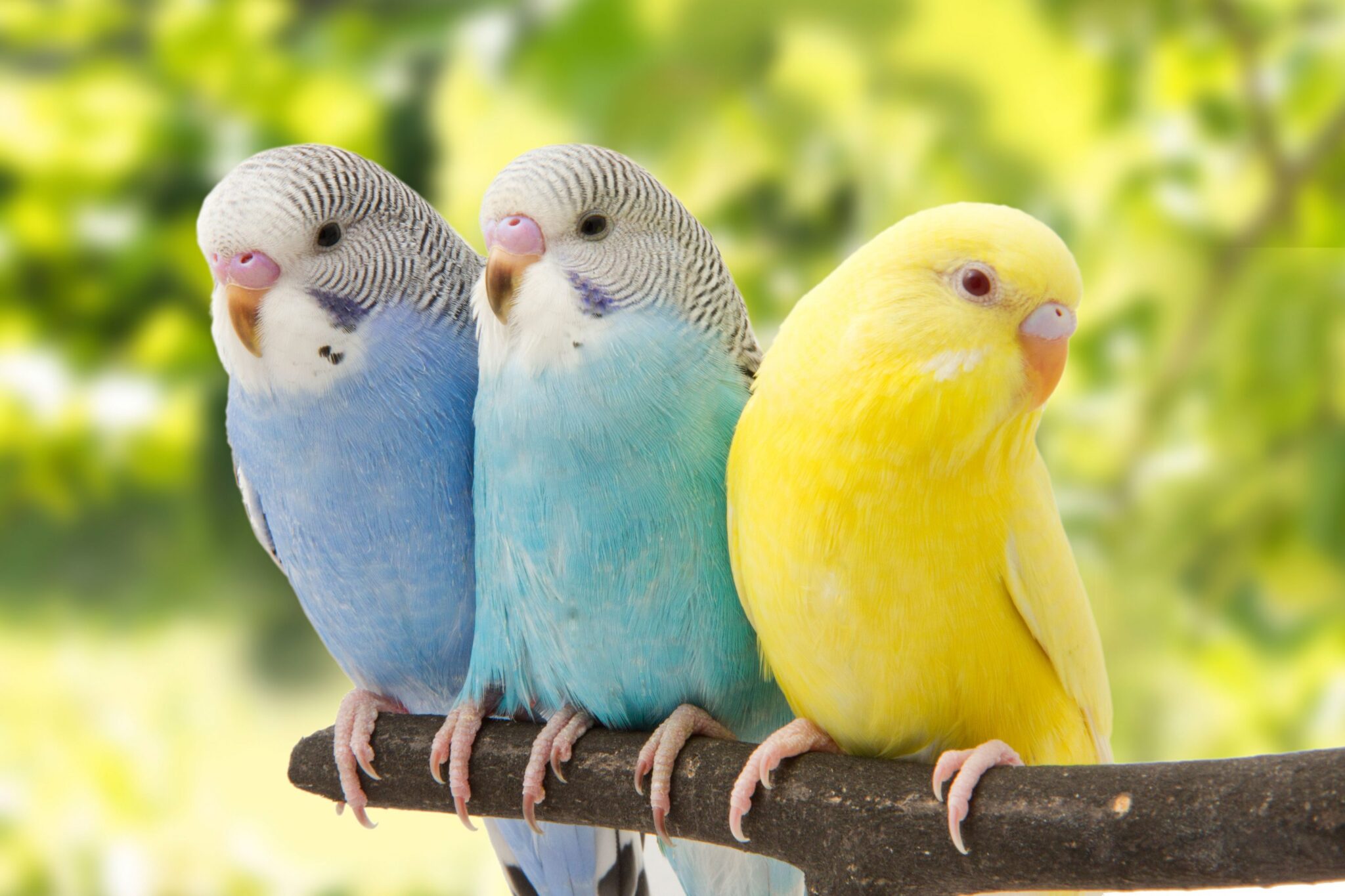 Nombres de pájaros comunes que debes conocer (si amas las aves)