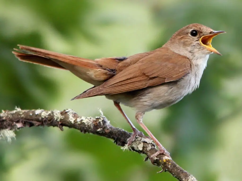 Nombres de pájaros comunes que debes conocer (si amas las aves)