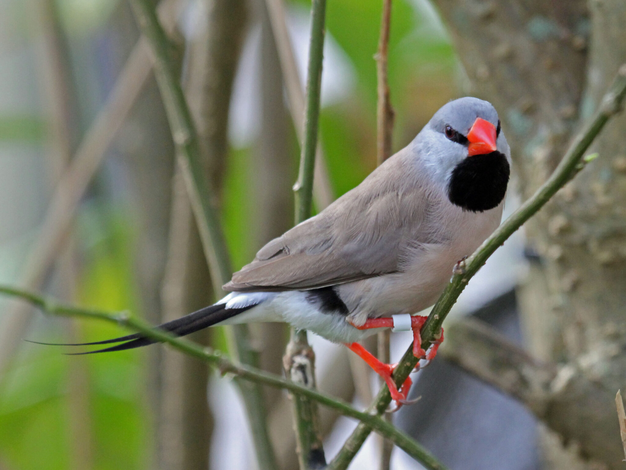 Nombres de pájaros comunes que debes conocer (si amas las aves)