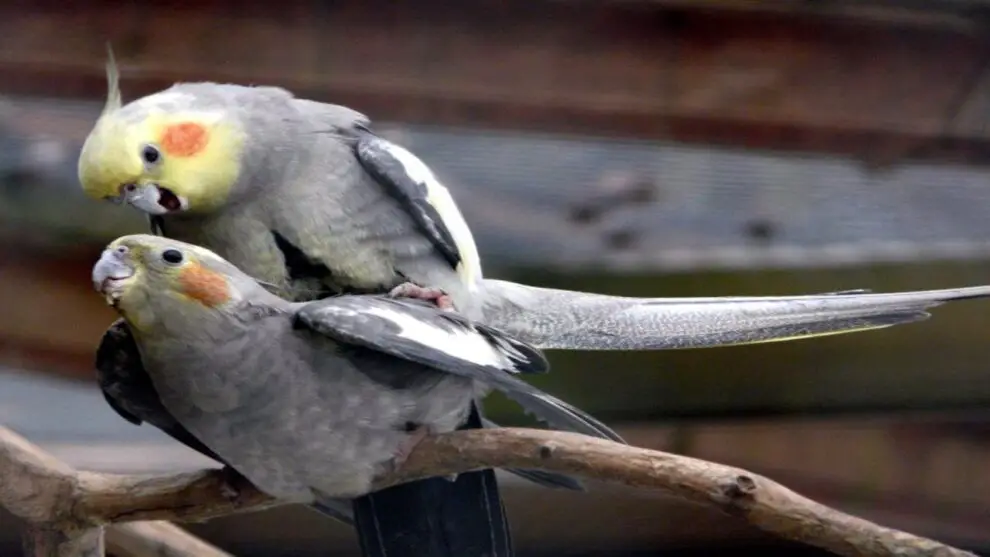 Nombres de pájaros comunes que debes conocer (si amas las aves)